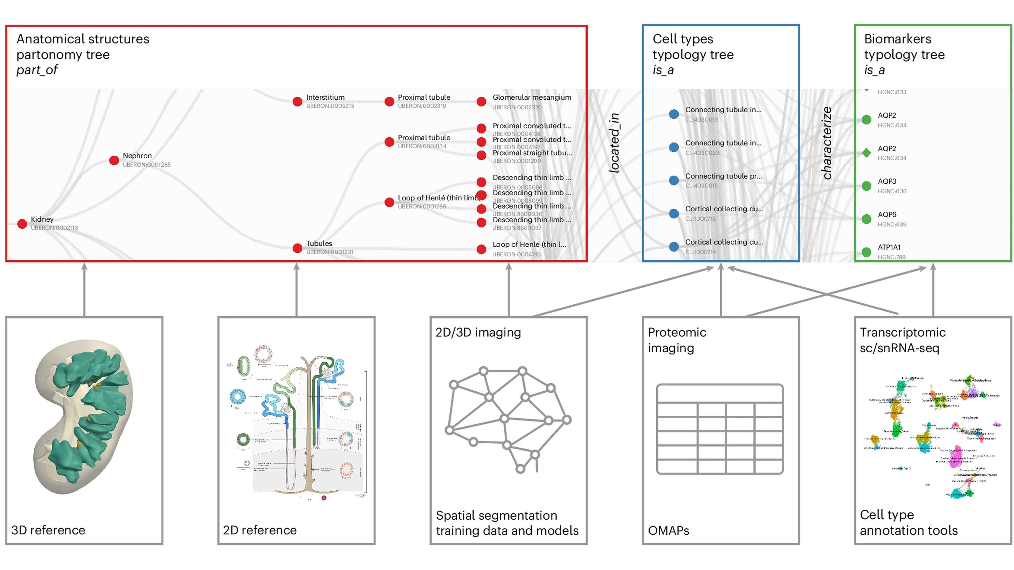 Human Reference Atlas Portal