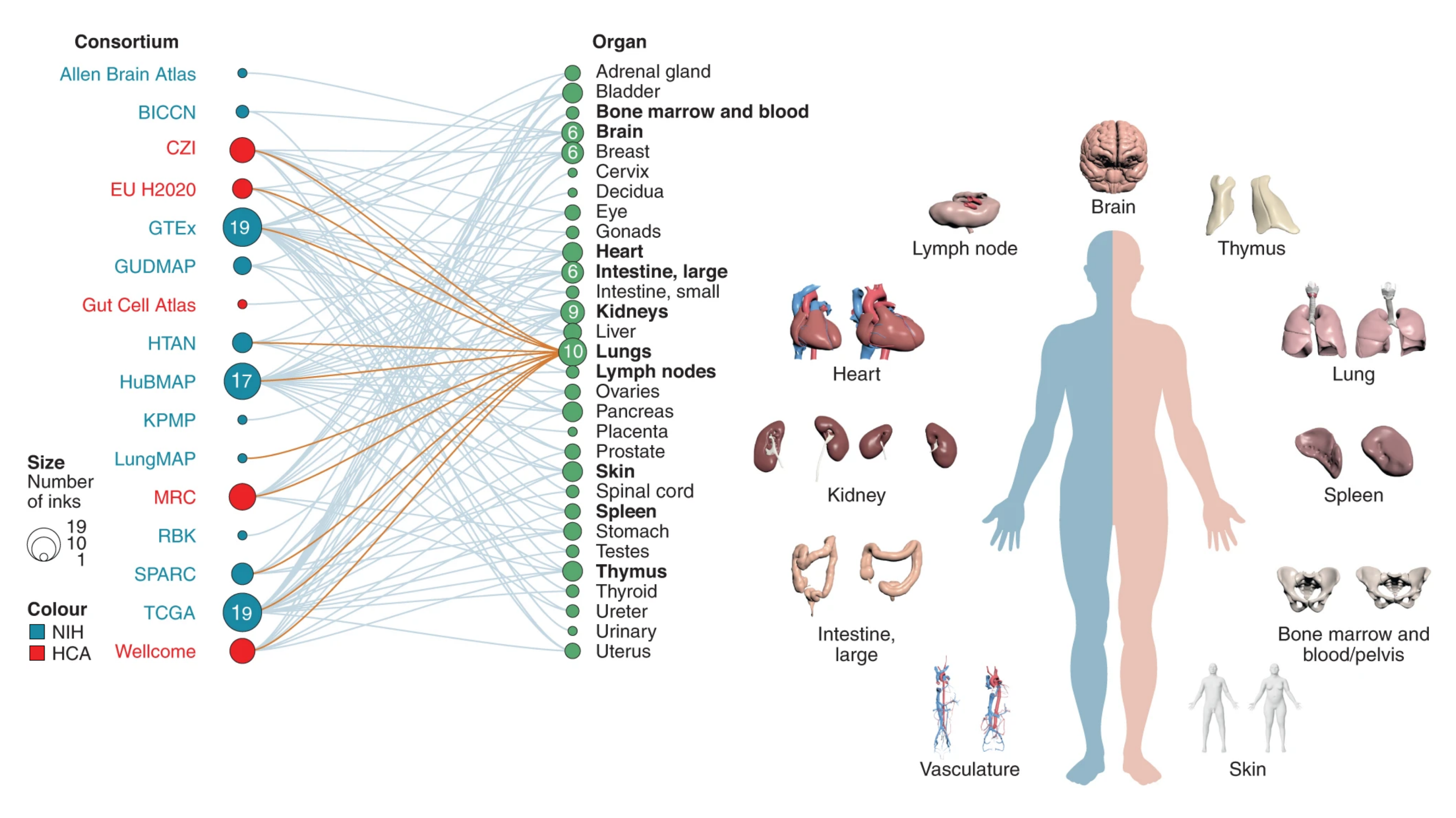 Human Reference Atlas Portal