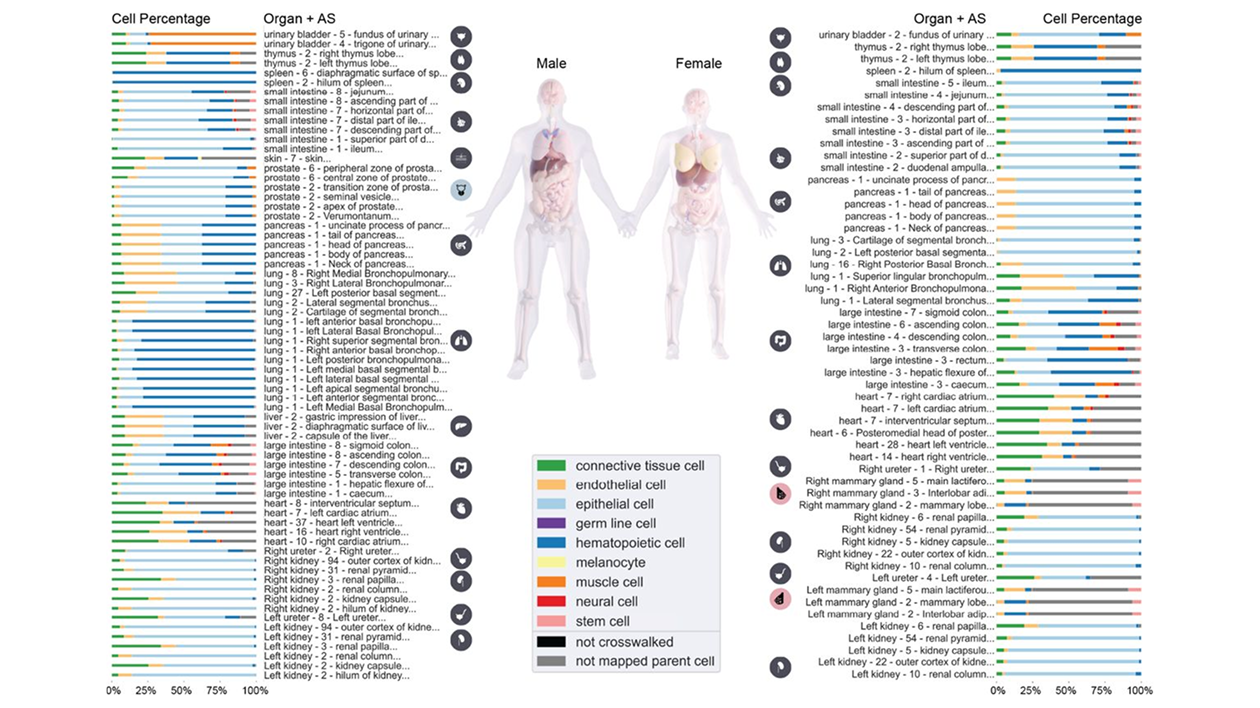 Human Reference Atlas Portal