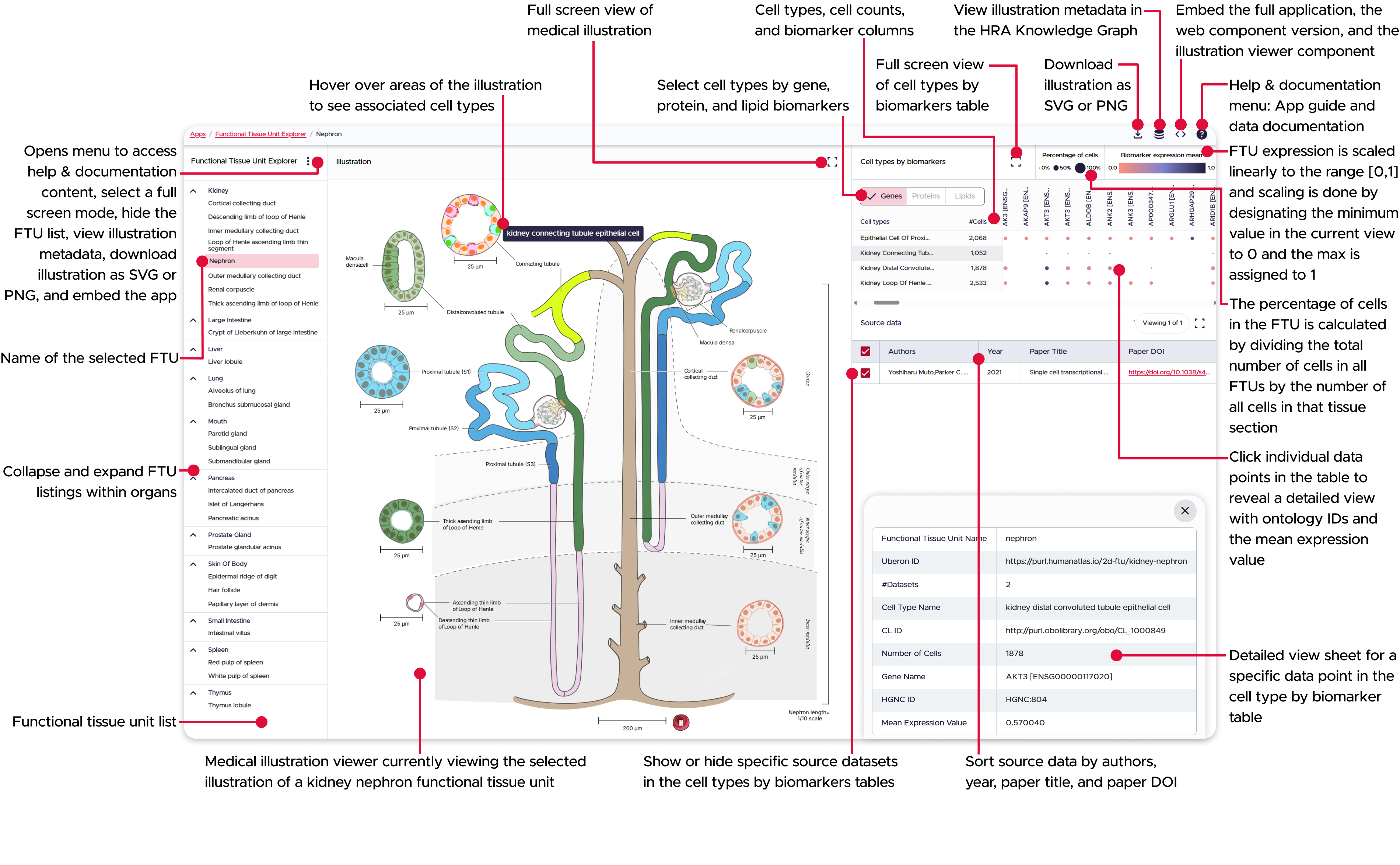 Human Reference Atlas Portal